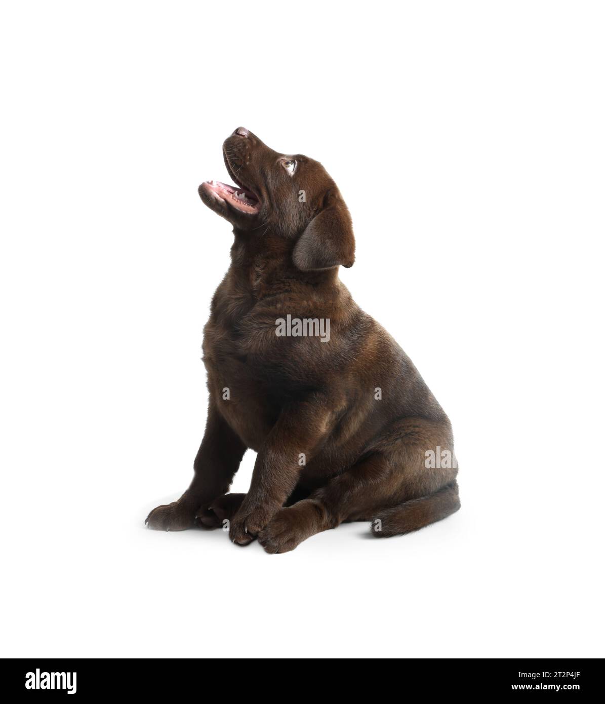 Cute chocolate Labrador Retriever puppy on white background Stock Photo ...