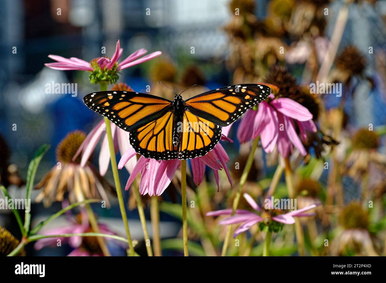 Early fall, this monarch butterfly is getting some more energy before ...