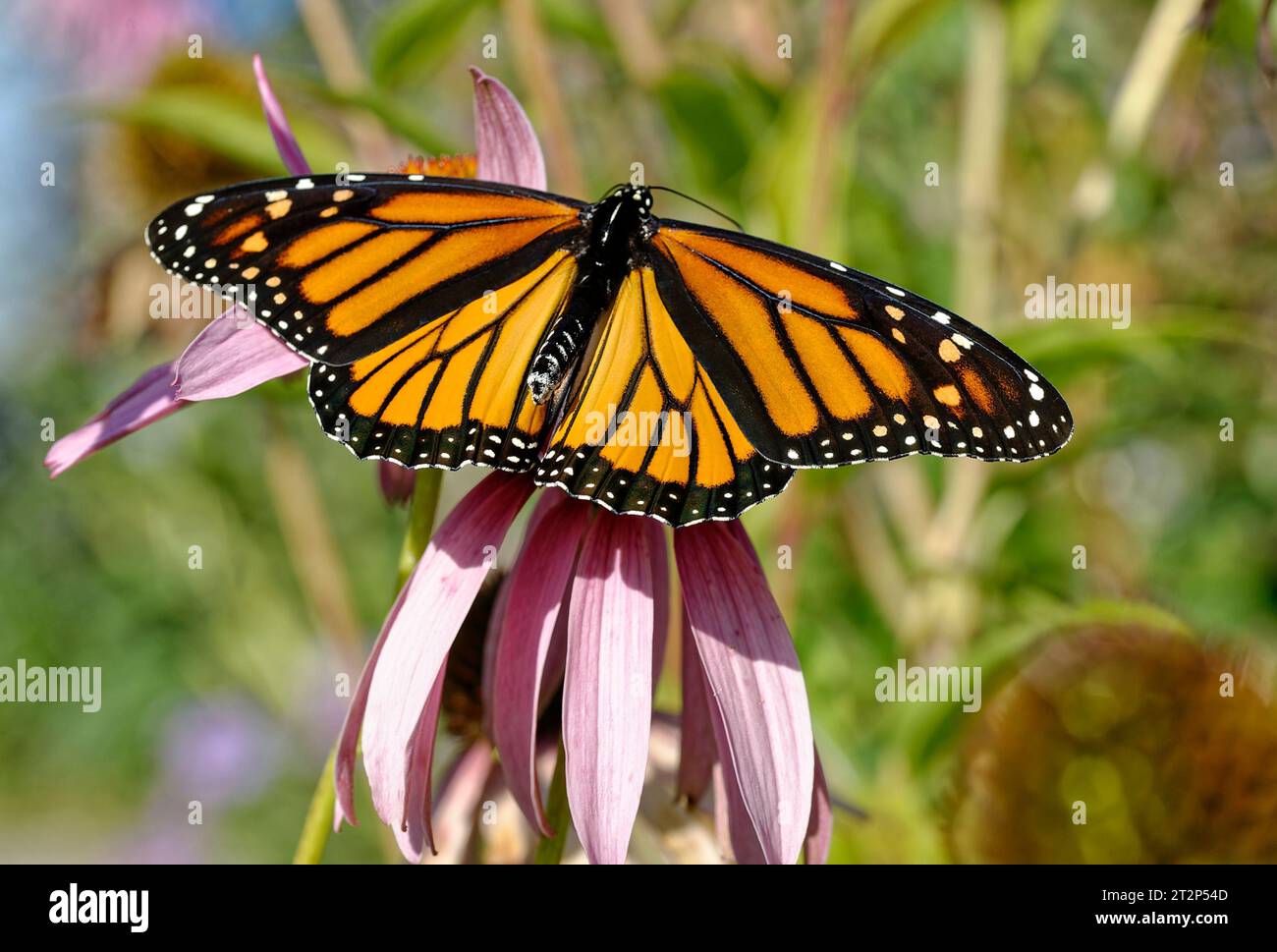 Early fall, this monarch butterfly is getting some more energy before ...