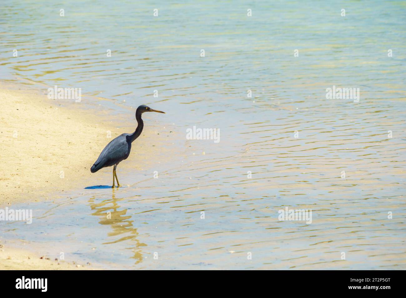 Reef heron wading at waters edge in lagoon, Fiji Stock Photo - Alamy