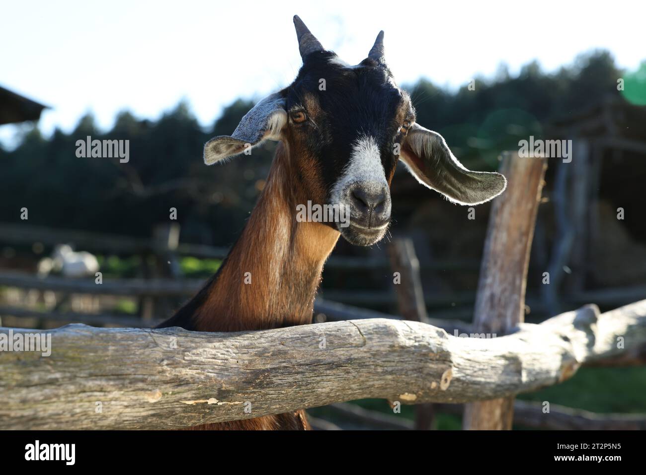Cute goat inside of paddock at farm Stock Photo - Alamy