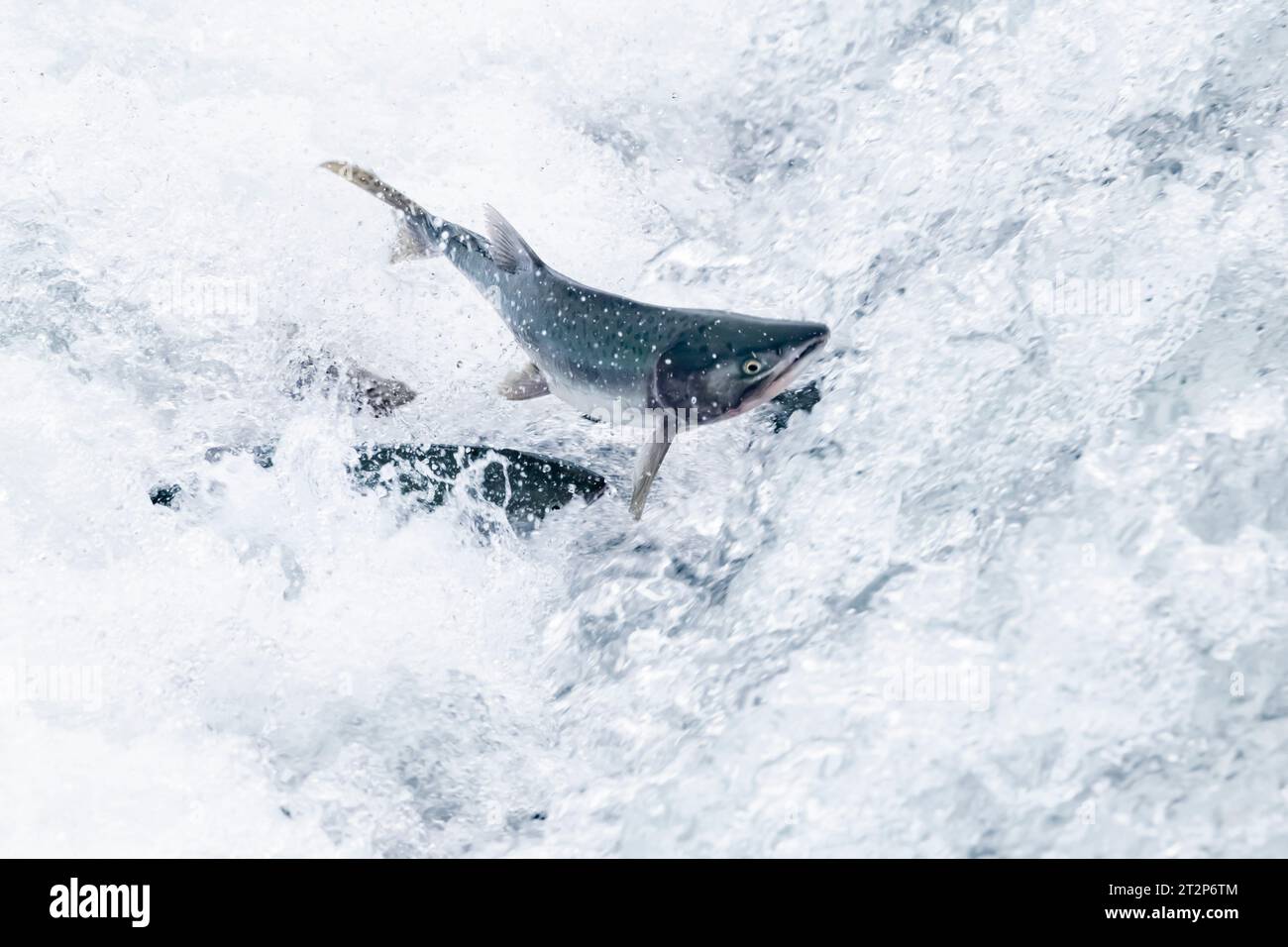 North America; United States; Alaska; Valdez Arm; Wildlife; Fish: Pink ...