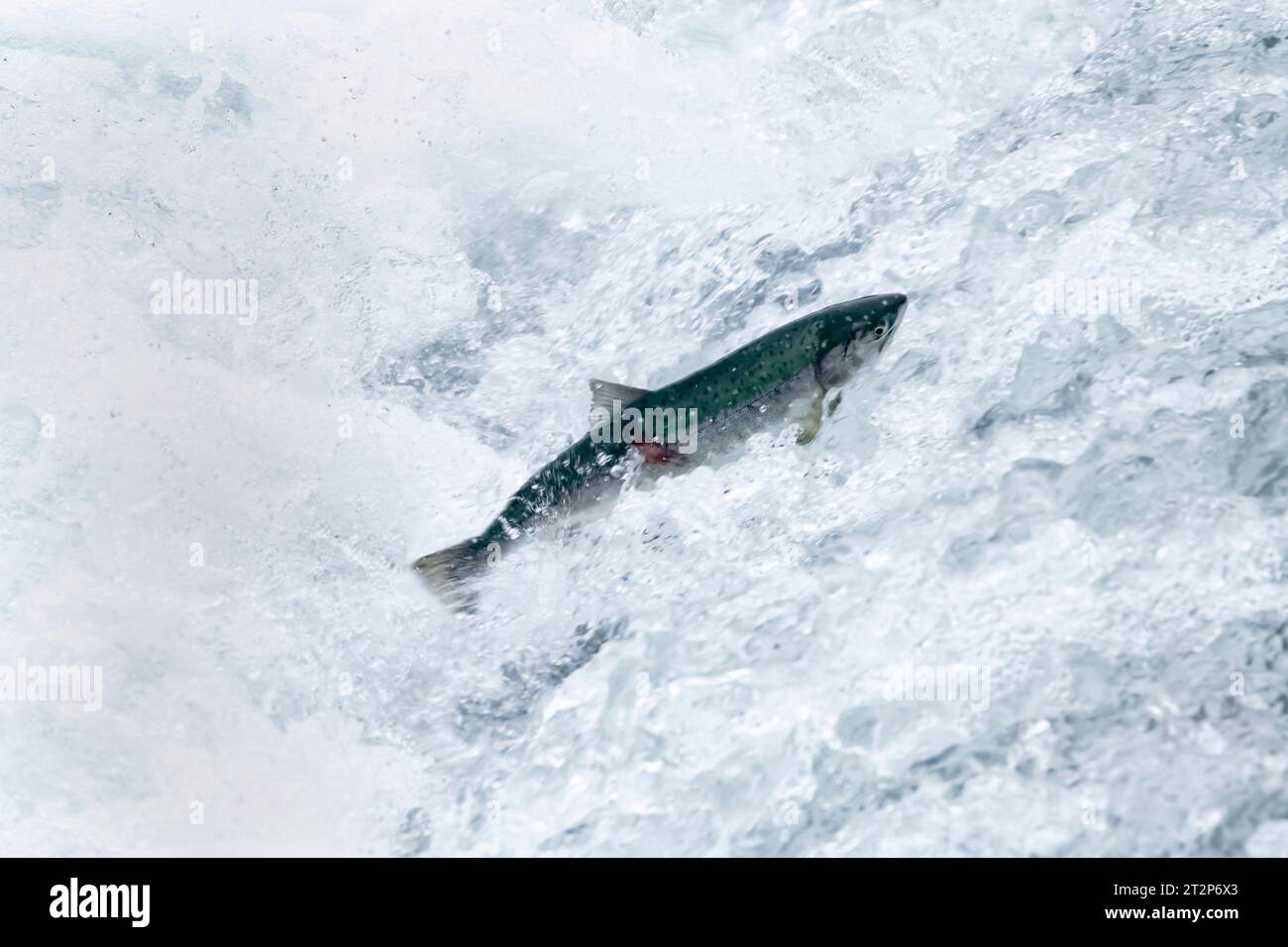 North America; United States; Alaska; Valdez Arm; Wildlife; Fish: Pink ...