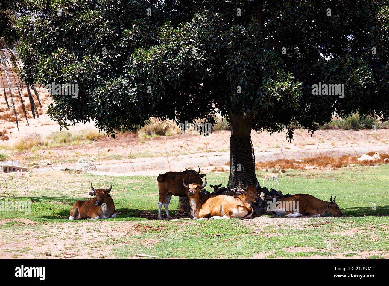 african cows look out over the savannah from under a tree Stock Photo ...
