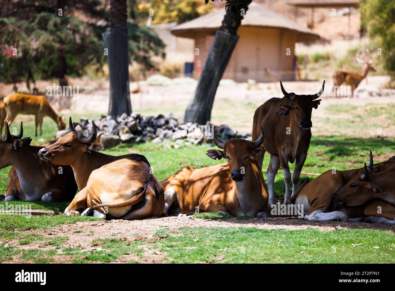 Cows rest hi-res stock photography and images - Alamy