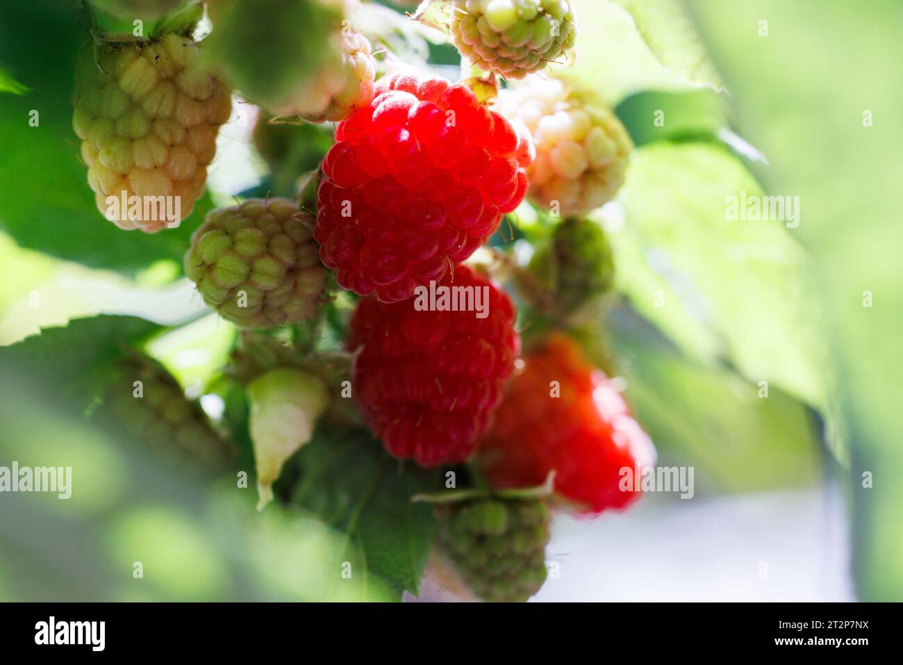 Black raspberries growing hi-res stock photography and images - Alamy