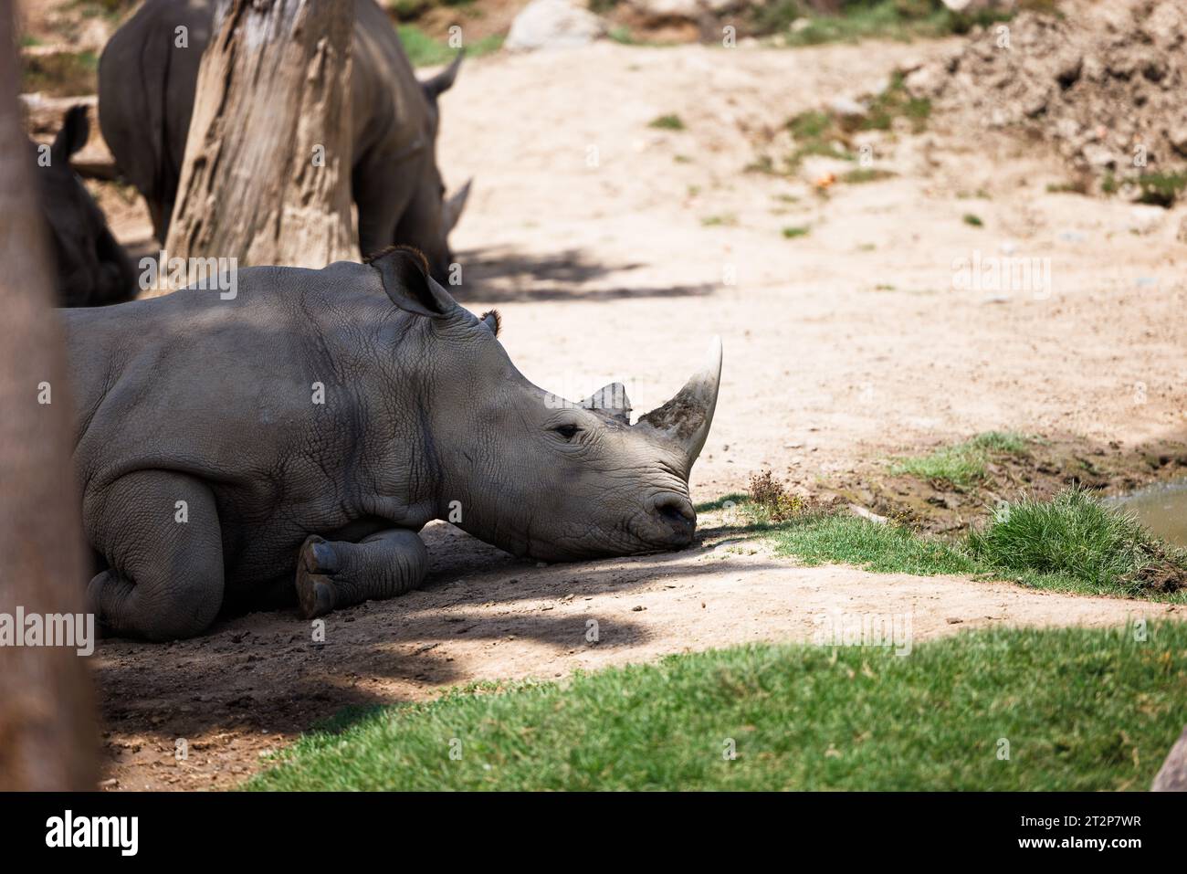 rhino sleeps in the shade under a tree Stock Photo - Alamy