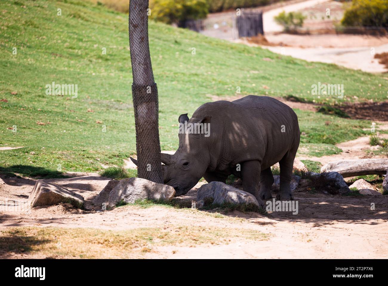 Calf under tree hi-res stock photography and images - Alamy