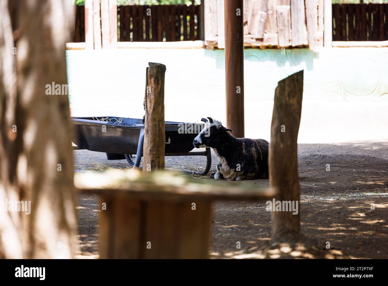 Cow rests hi-res stock photography and images - Alamy