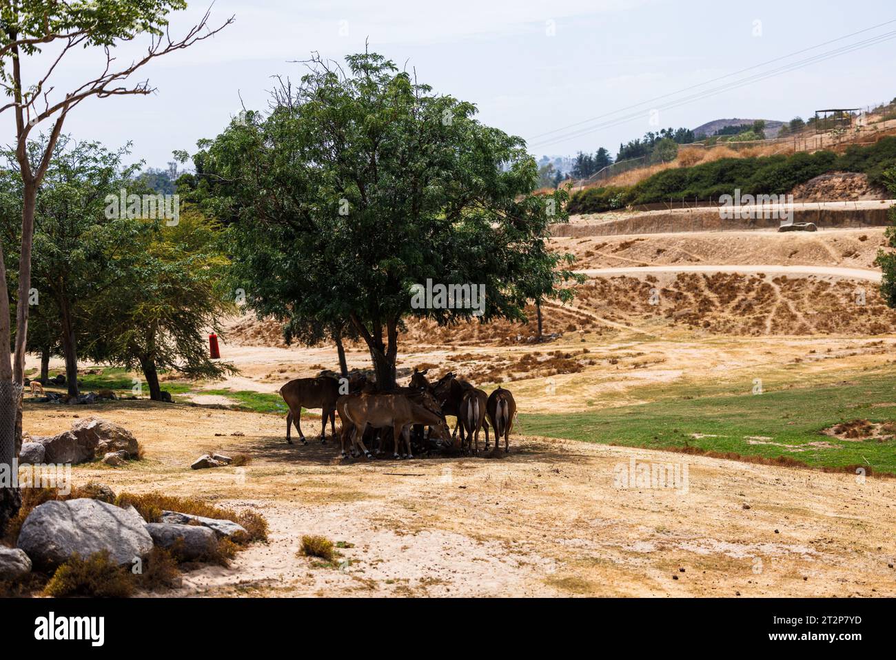 african deer huddle in the shade under a tree in the savannah Stock ...
