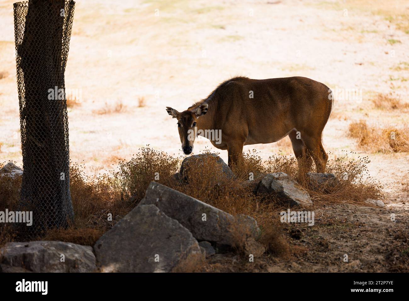 african cow resting in the shade, close up Stock Photo - Alamy
