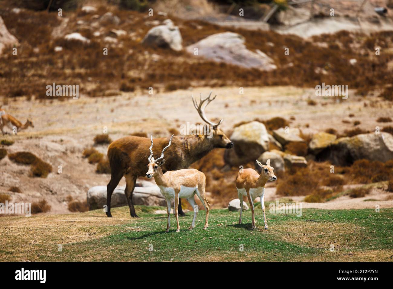 african animals stand on guard in the savanna Stock Photo - Alamy
