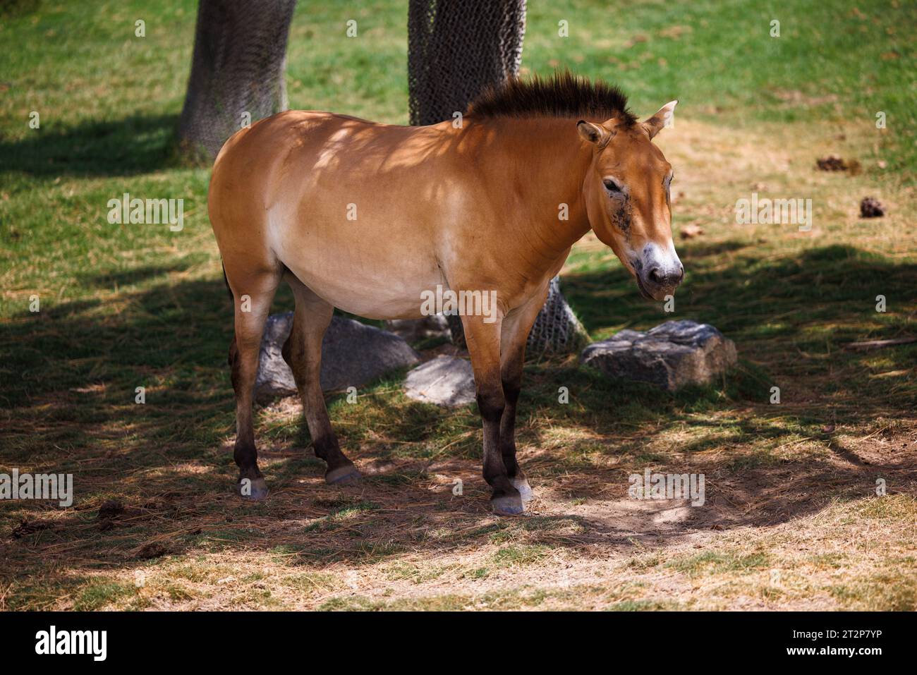 Little pony horse stands hi-res stock photography and images - Alamy