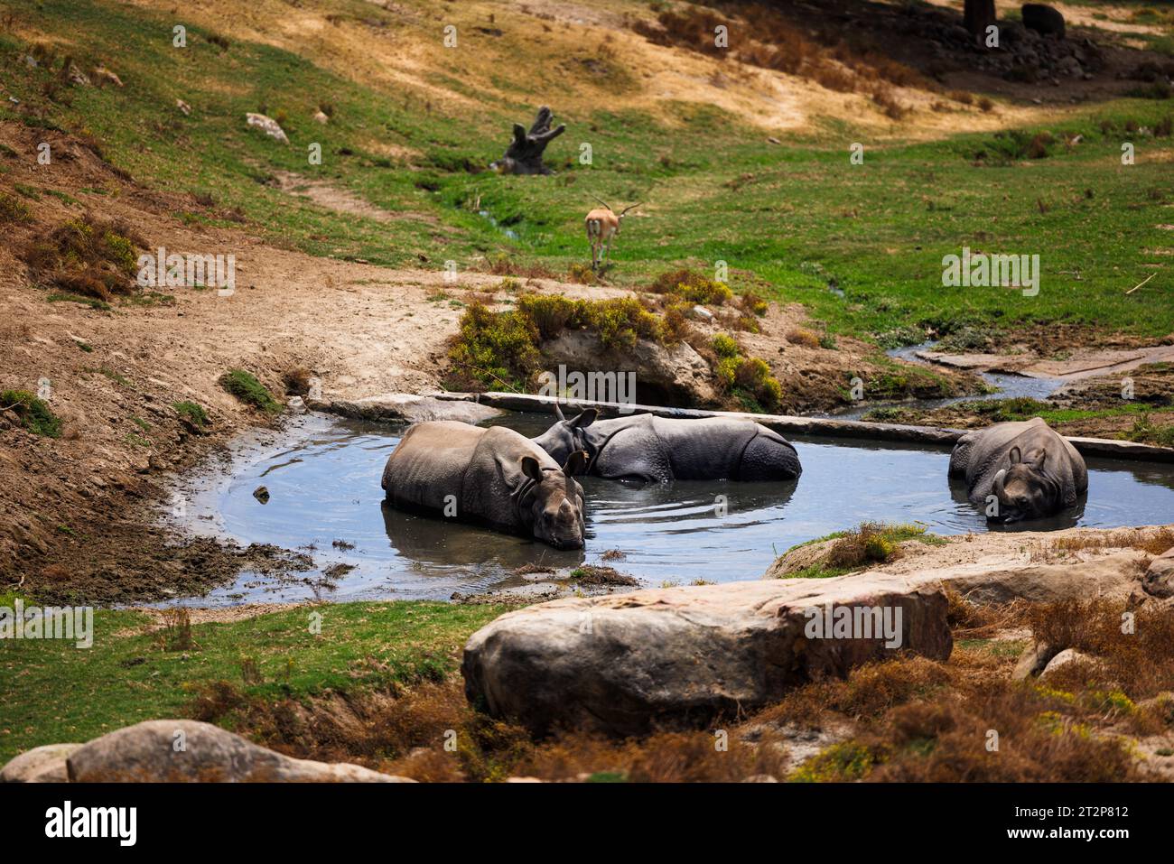Bathe rhino hi-res stock photography and images - Alamy