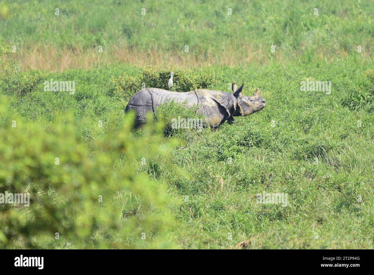 Assam. 20th Oct, 2023. An Indian one-horned rhino walks inside the ...