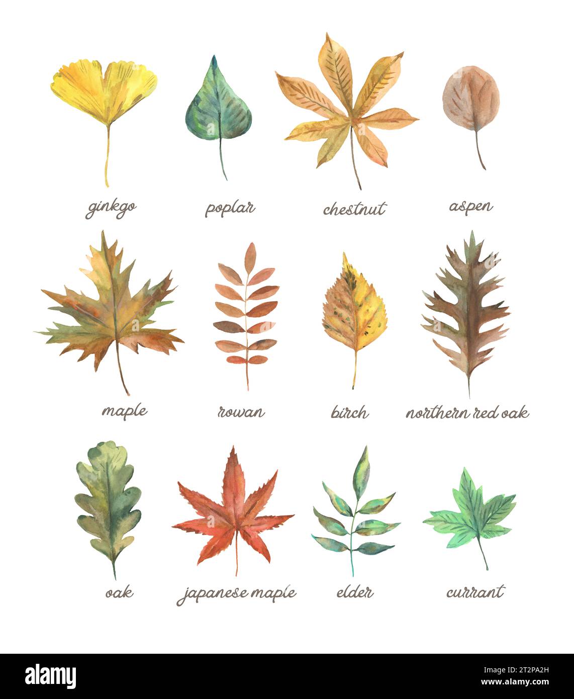 Set of various leaves of trees. Common leaf shapes and forms. Oak ...