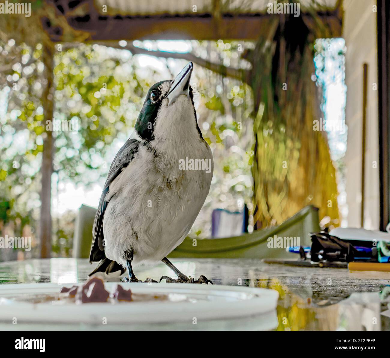 Australian Grey Butcherbird. Cracticus torquatus Stock Photo - Alamy