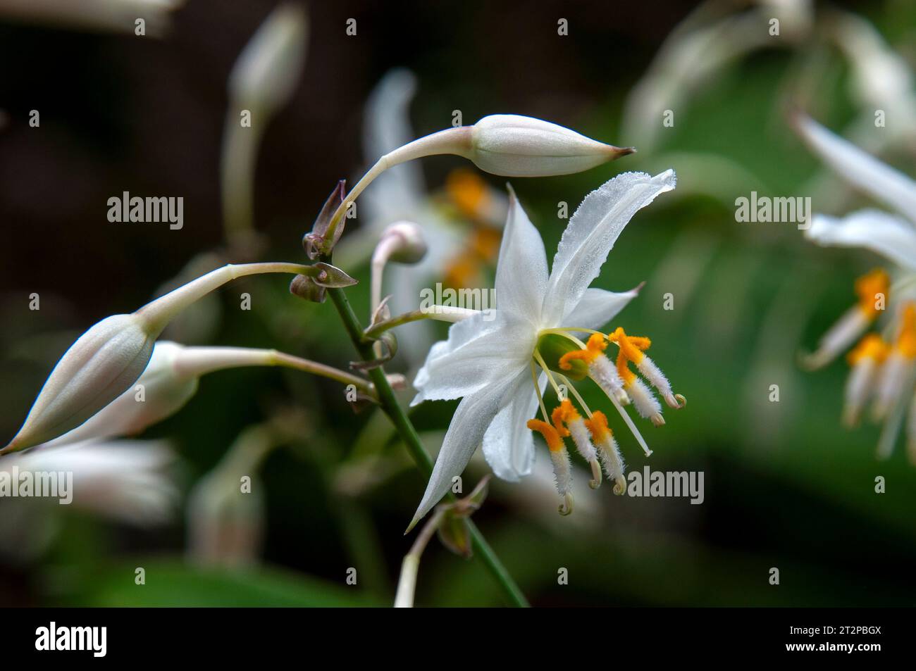 Sydney Australia, arthropodium cirrhatum or rock lily endemic in New ...