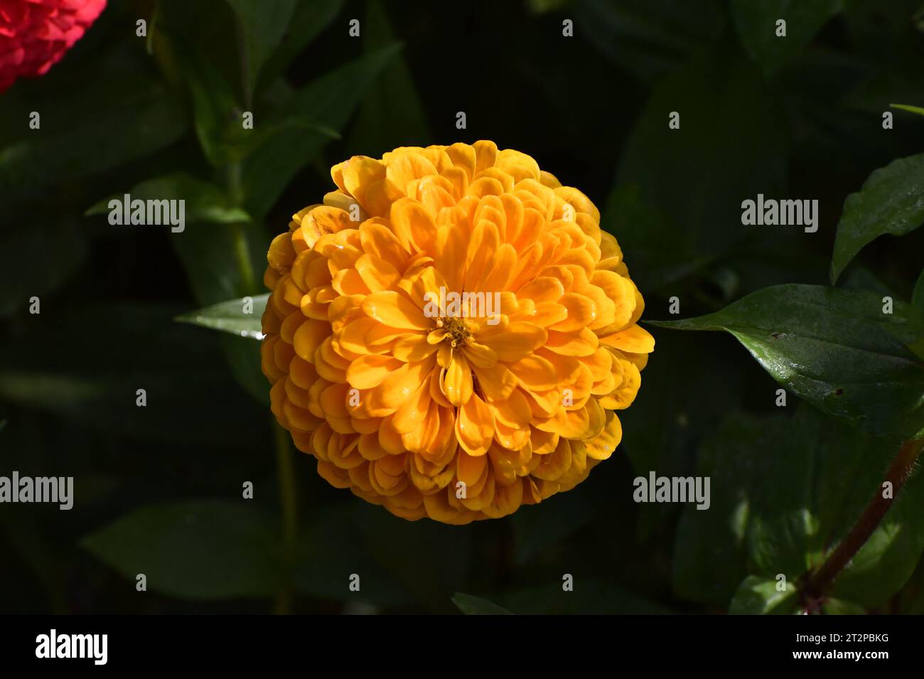 Zinnia farm hi-res stock photography and images - Alamy