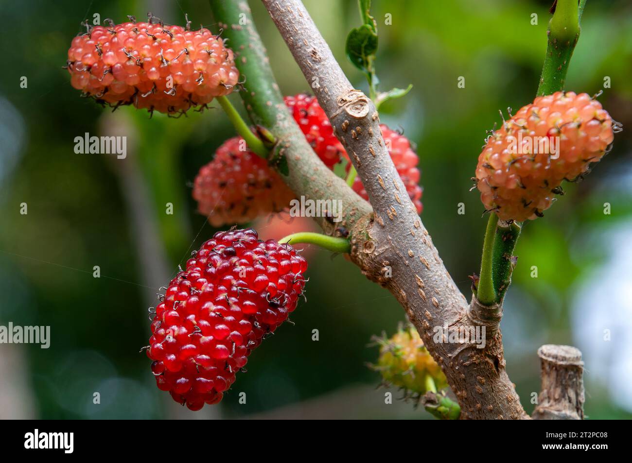 Sydney Australia, fruit ripening on morus nigra or dwarf mulberry Stock ...