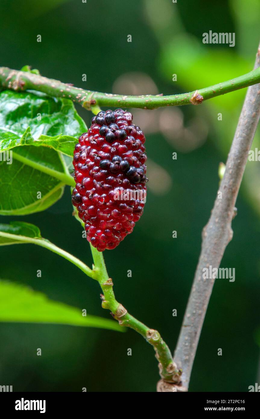 Sydney Australia, fruit ripening on morus nigra or dwarf mulberry Stock ...