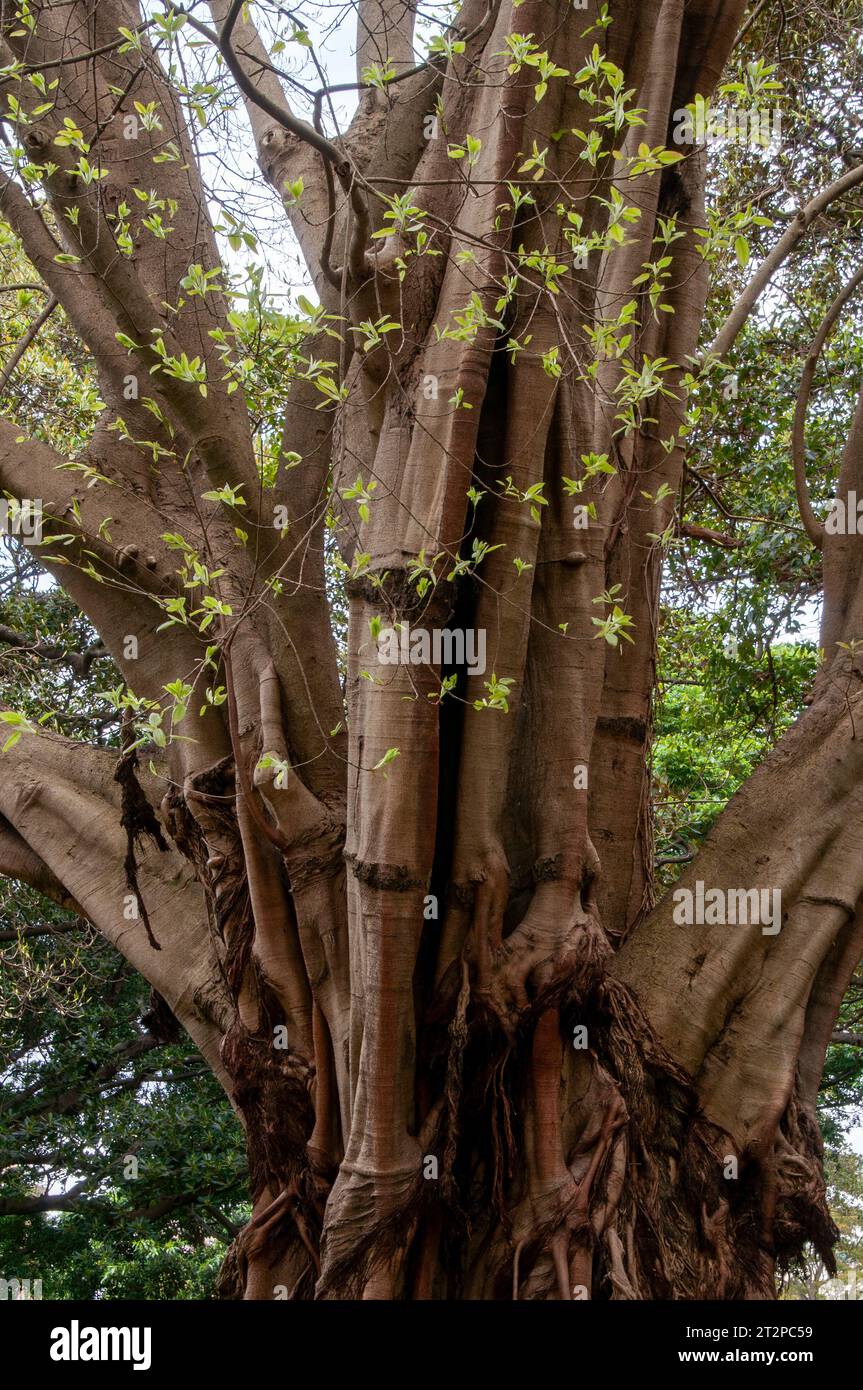 Sydney Australia, tree trunk of a ficus virens tree with new growth ...