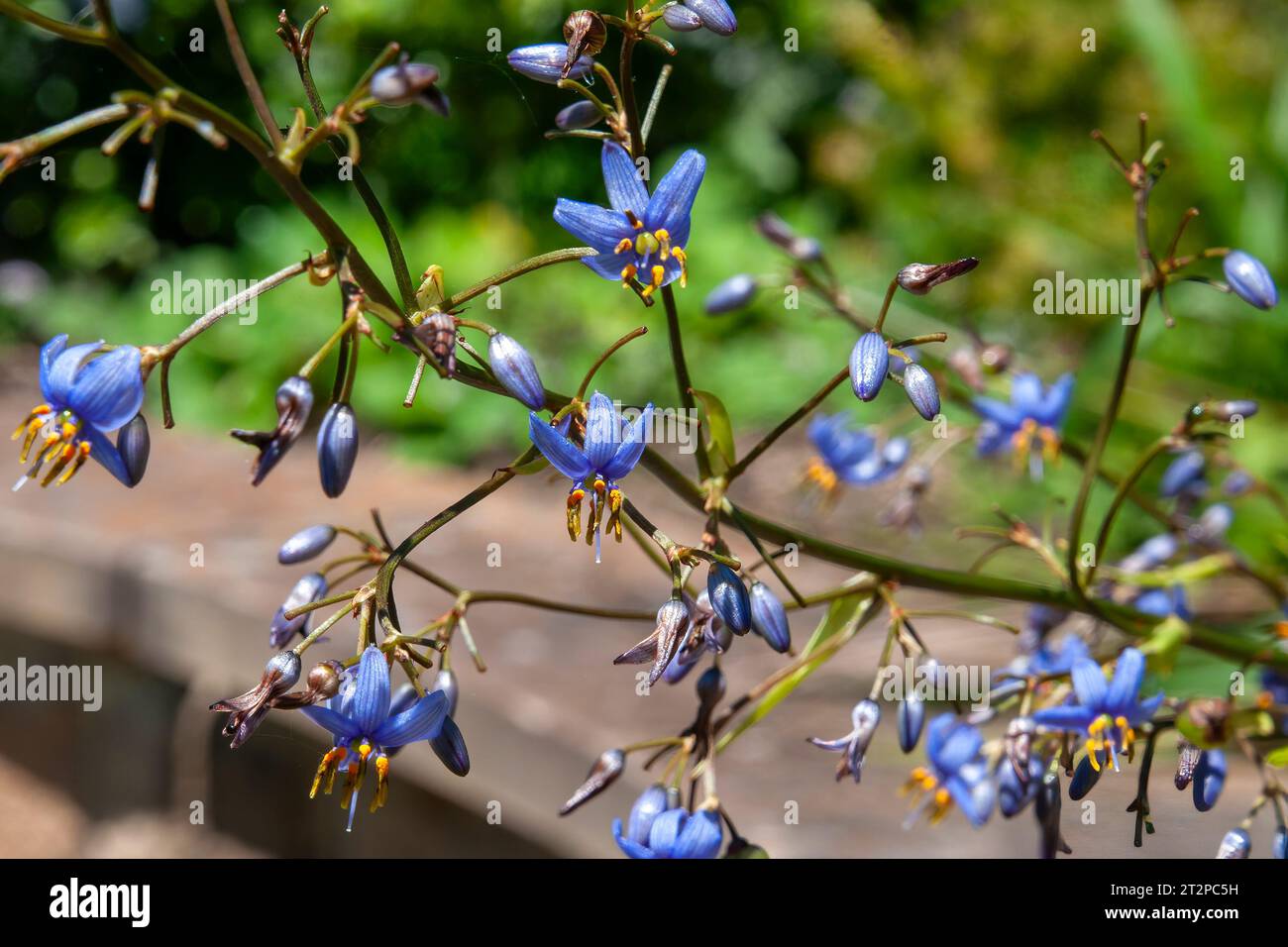 Sydney Australia, native dianella caerulea, also known as the blue flax ...