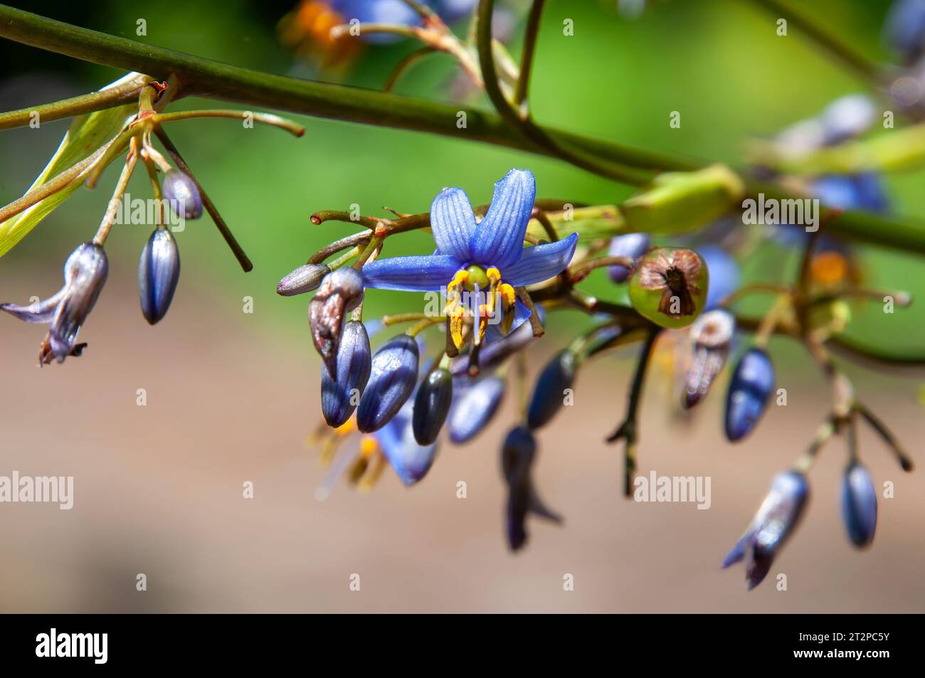 Sydney Australia, native dianella caerulea, also known as the blue flax ...