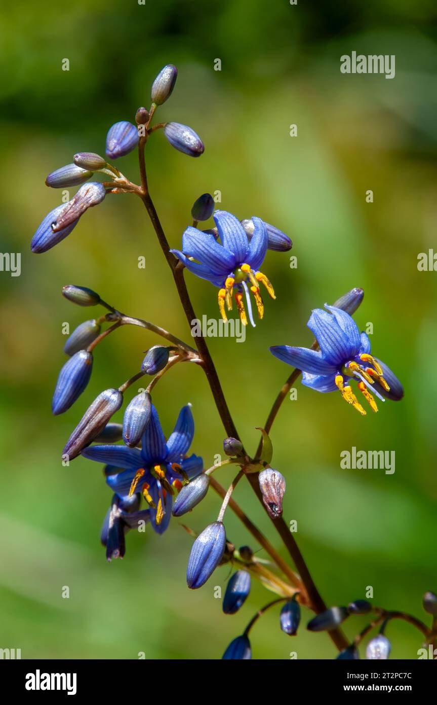 Sydney Australia, native dianella caerulea, also known as the blue flax ...