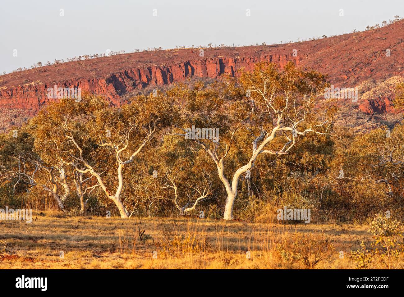 Corymbia ferriticola hi-res stock photography and images - Alamy