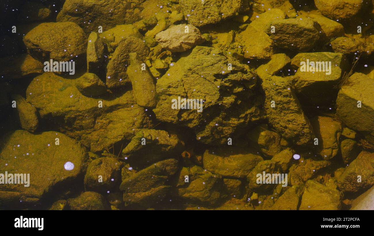 A contaminated surface water pool in the Mojave Desert and a deadly ...