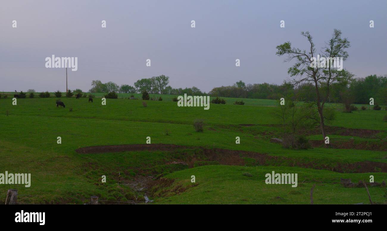 Peaceful pastoral scene with cattle grazing on a gloomy, rainy spring ...
