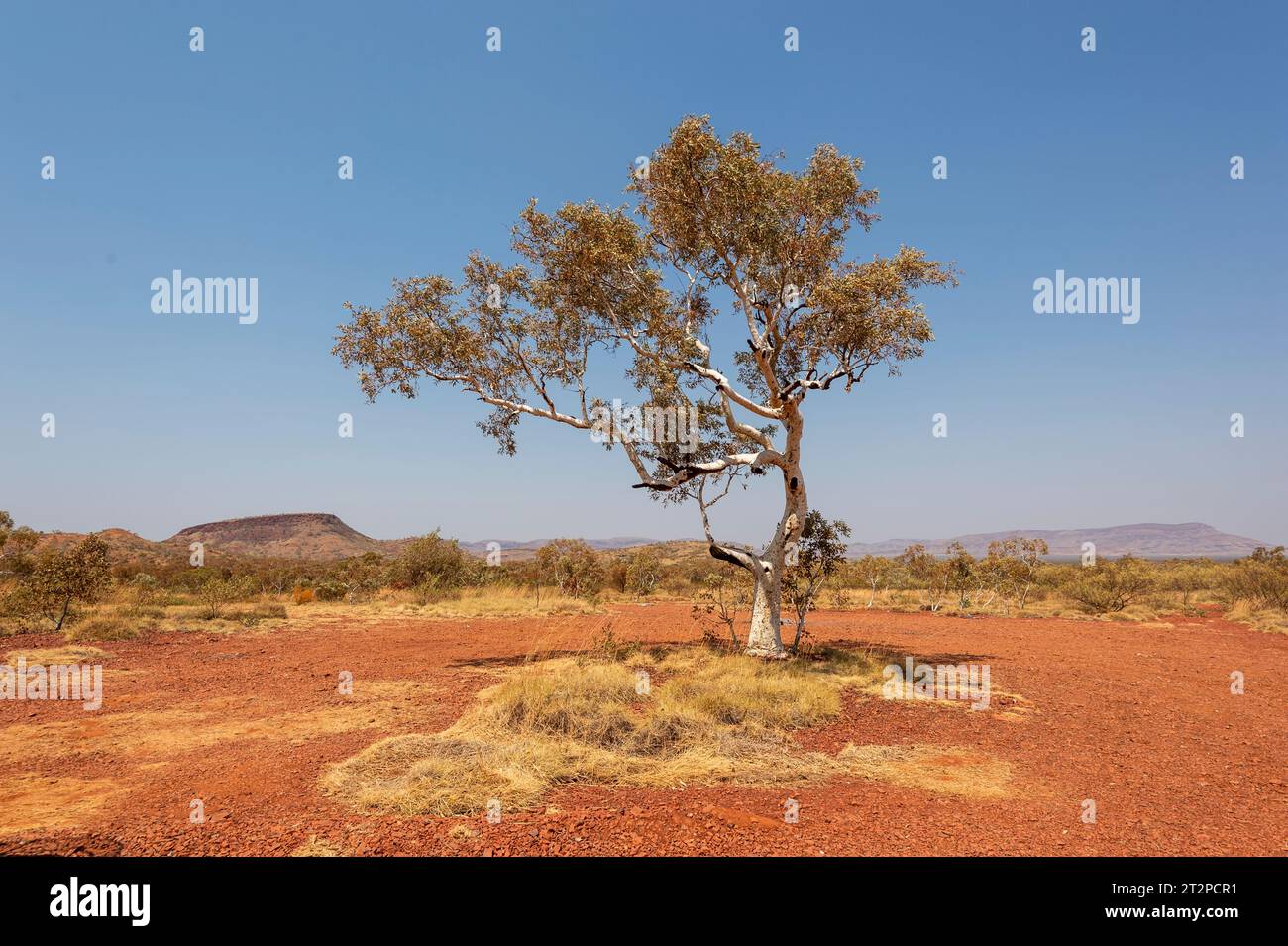 Single ghost gum tree in Karijini National Park, Western Australia ...