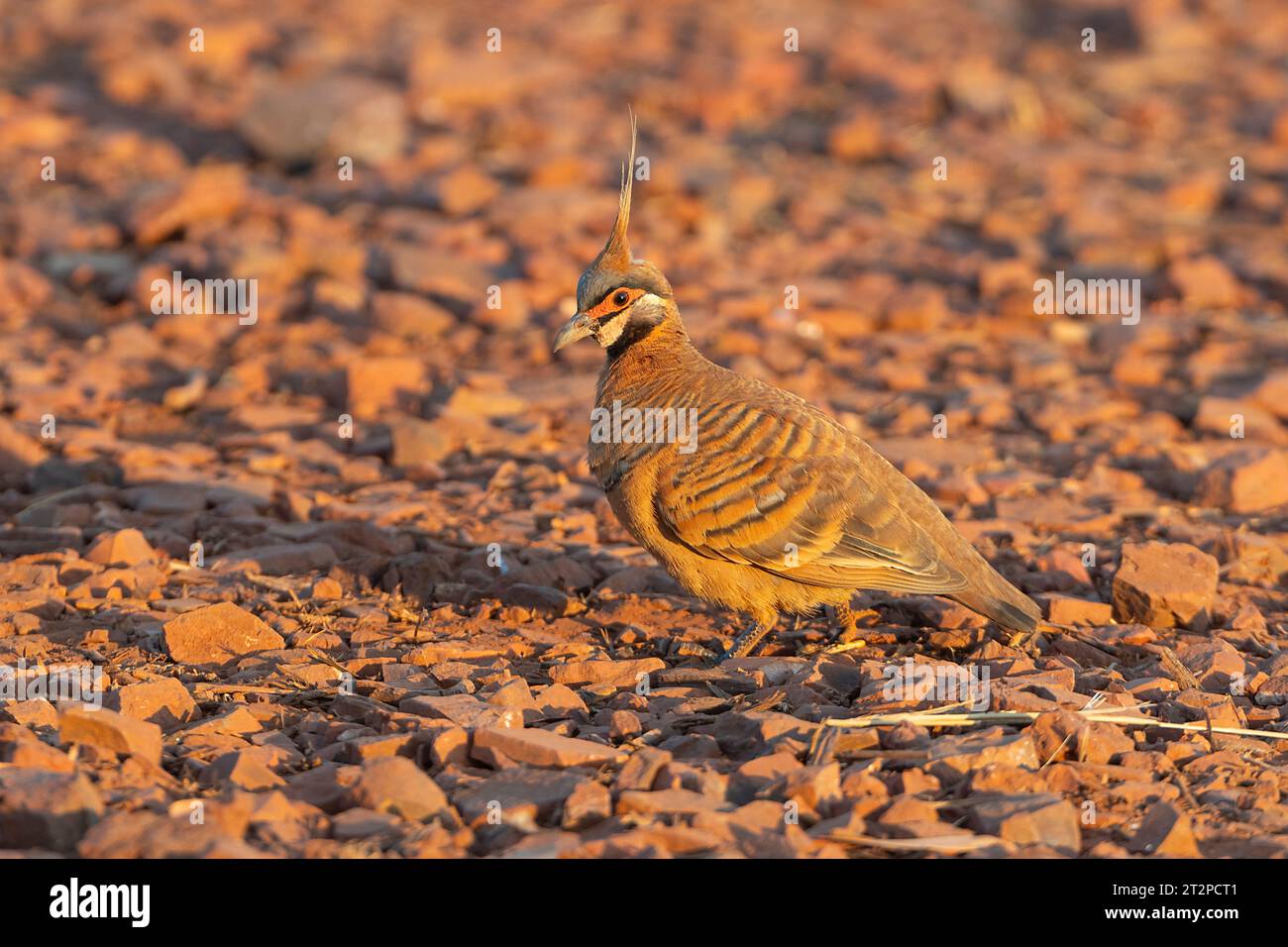 Spinifex Pigeon (Geophaps plumifera) on the ground, Karijini National ...