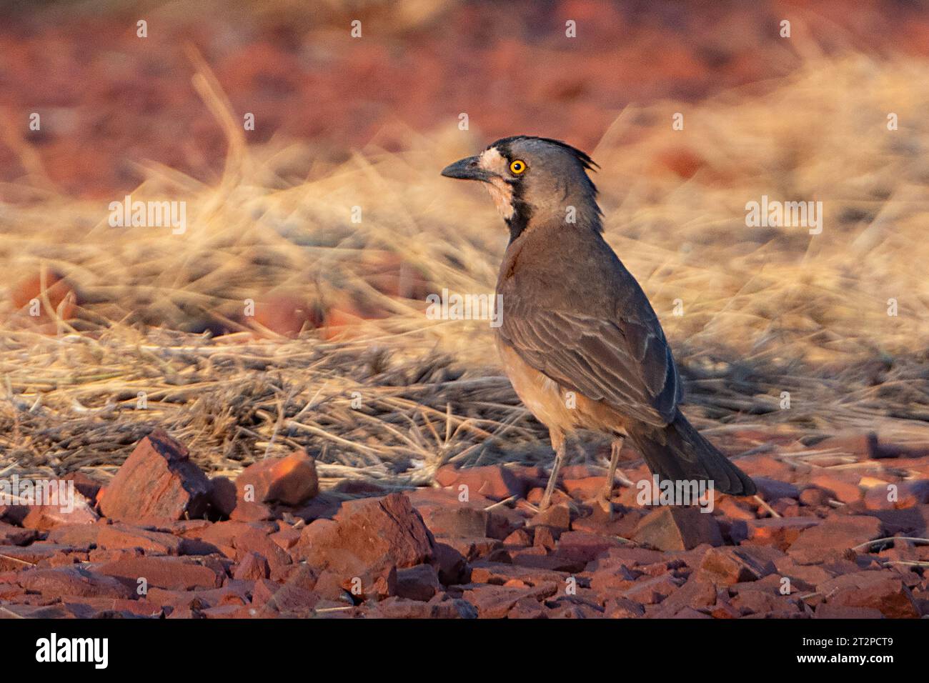 Crested Bellbird (Oreoica gutturalis) on the ground, Karijini National ...