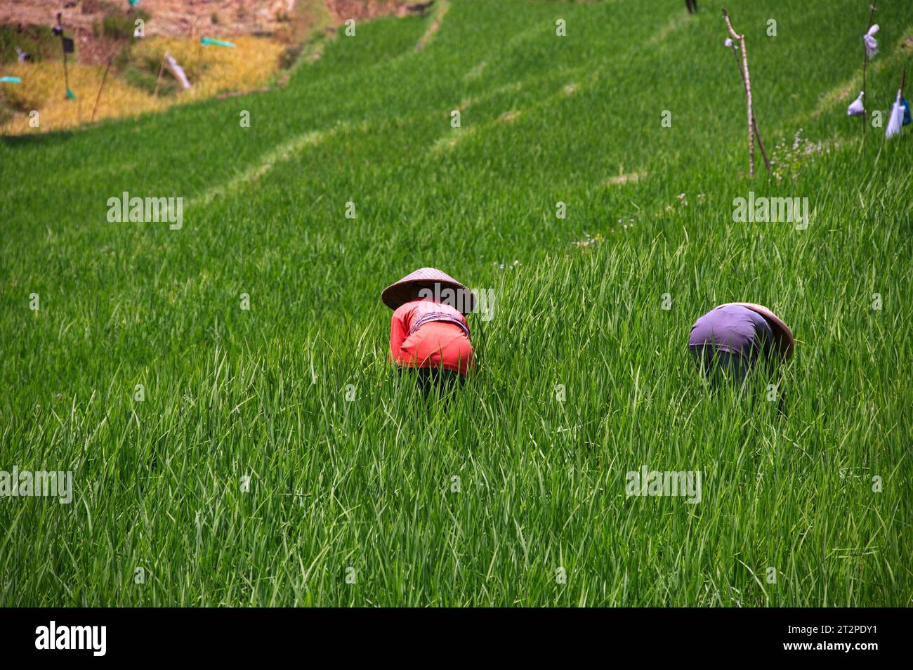 Rice pickers in a rice field in Indonesia Stock Photo - Alamy