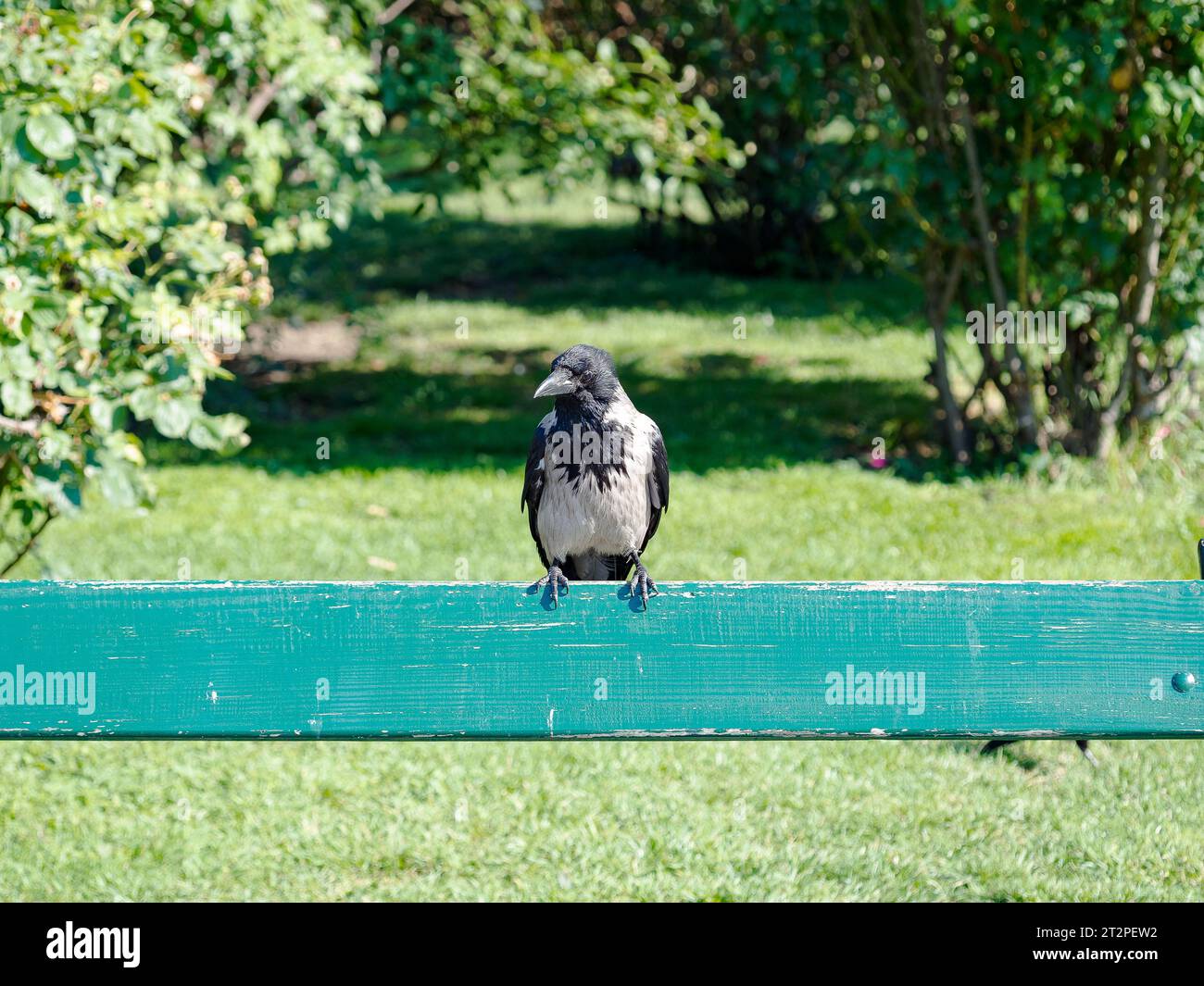 A beautiful raven perched atop a wooden park bench in a lush green ...