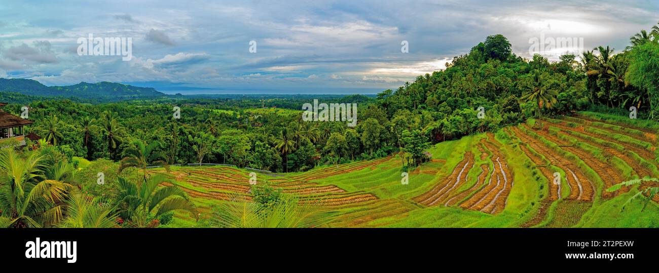 Panorama of rice terraces on the island of Bali (Indonesia Stock Photo ...