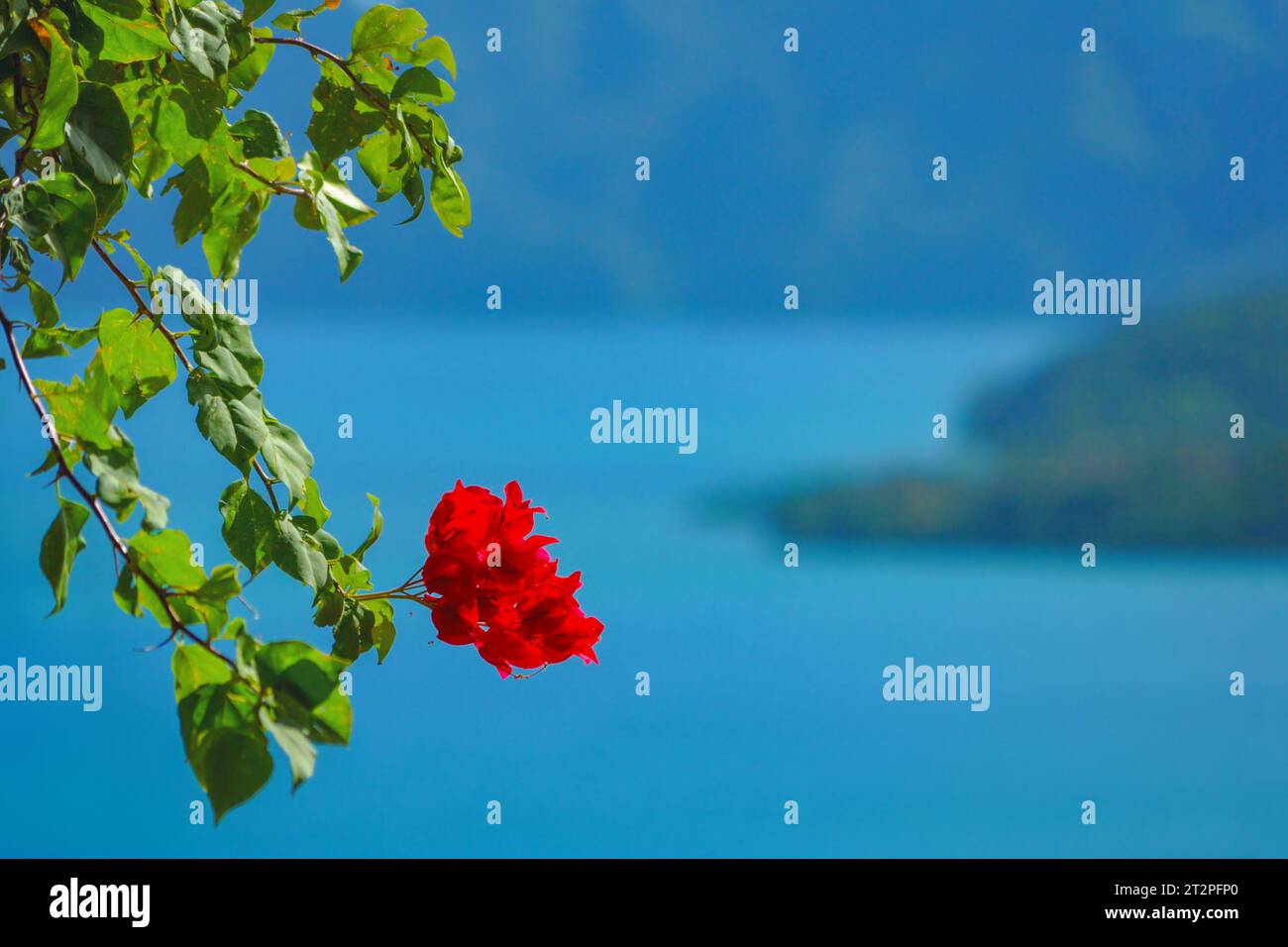Red tropical flower on the background of the Coron Bay. The province of ...