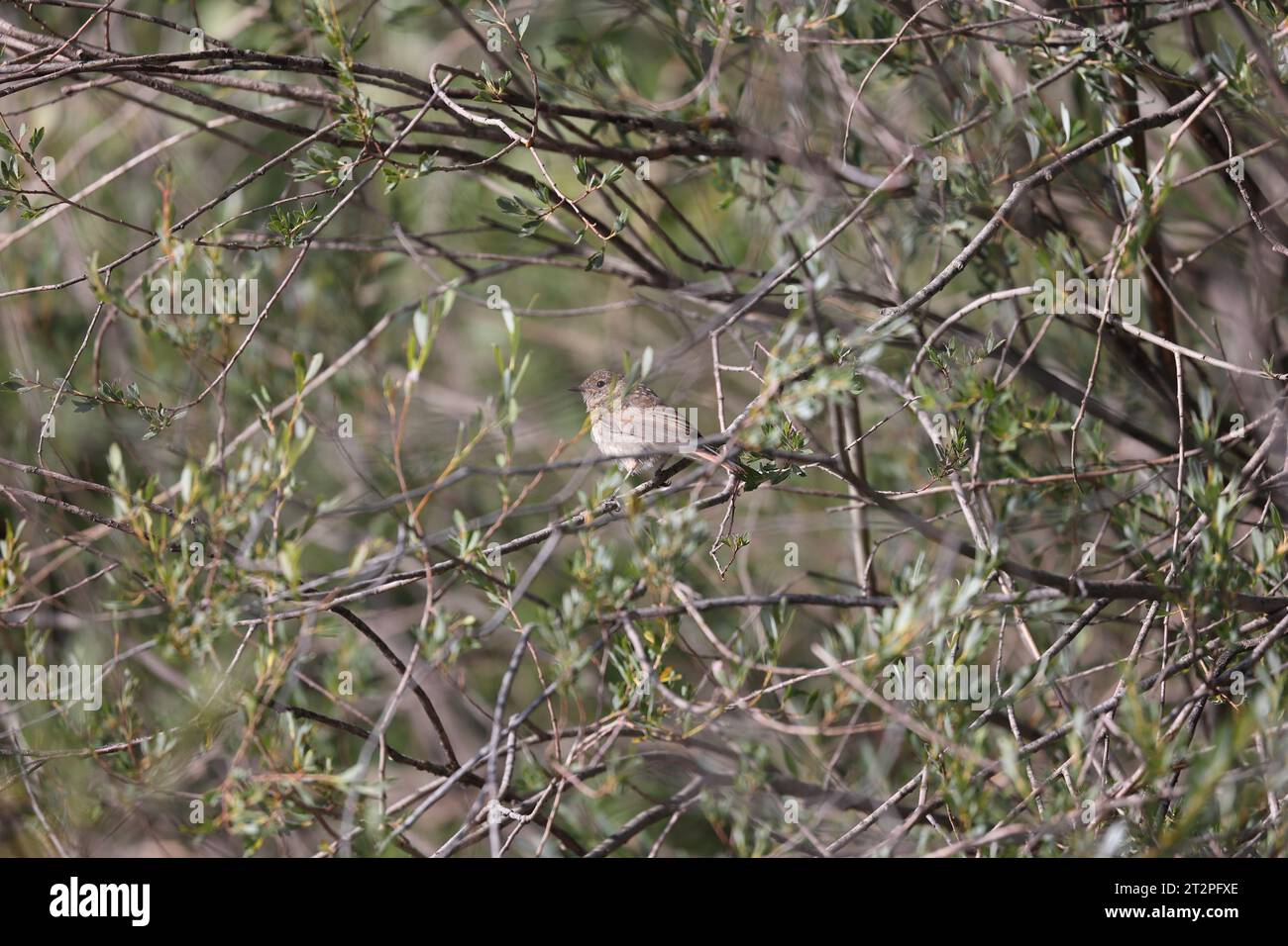 Juvenile common redstart hi-res stock photography and images - Alamy