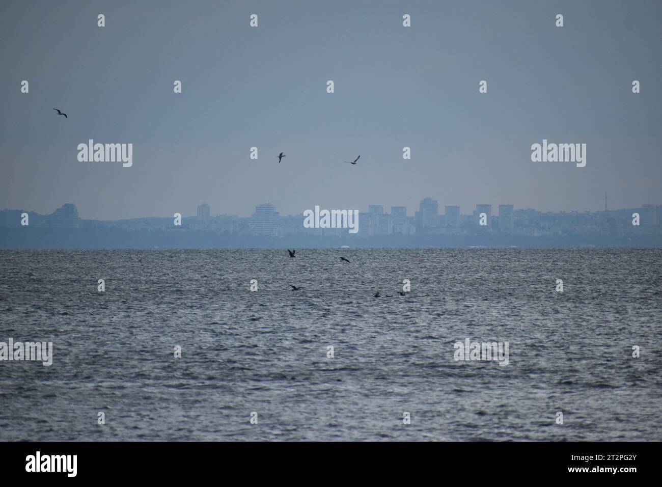 Aerial view of a bird-filled horizon over the sea Stock Photo - Alamy