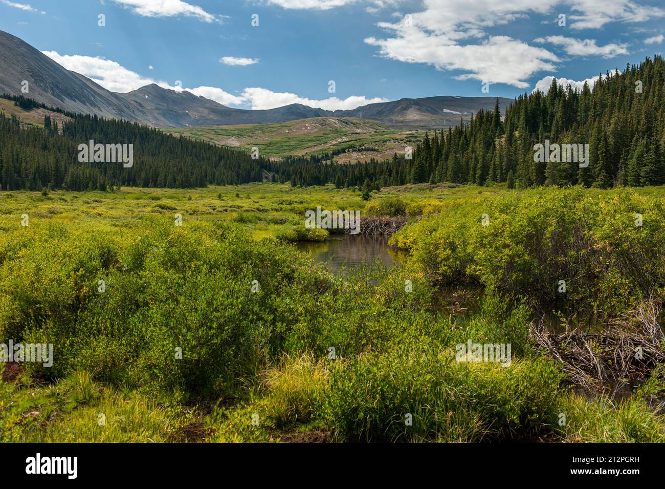 Two beaver dams in Sacramento Creek in Colorado's South Park. View from ...