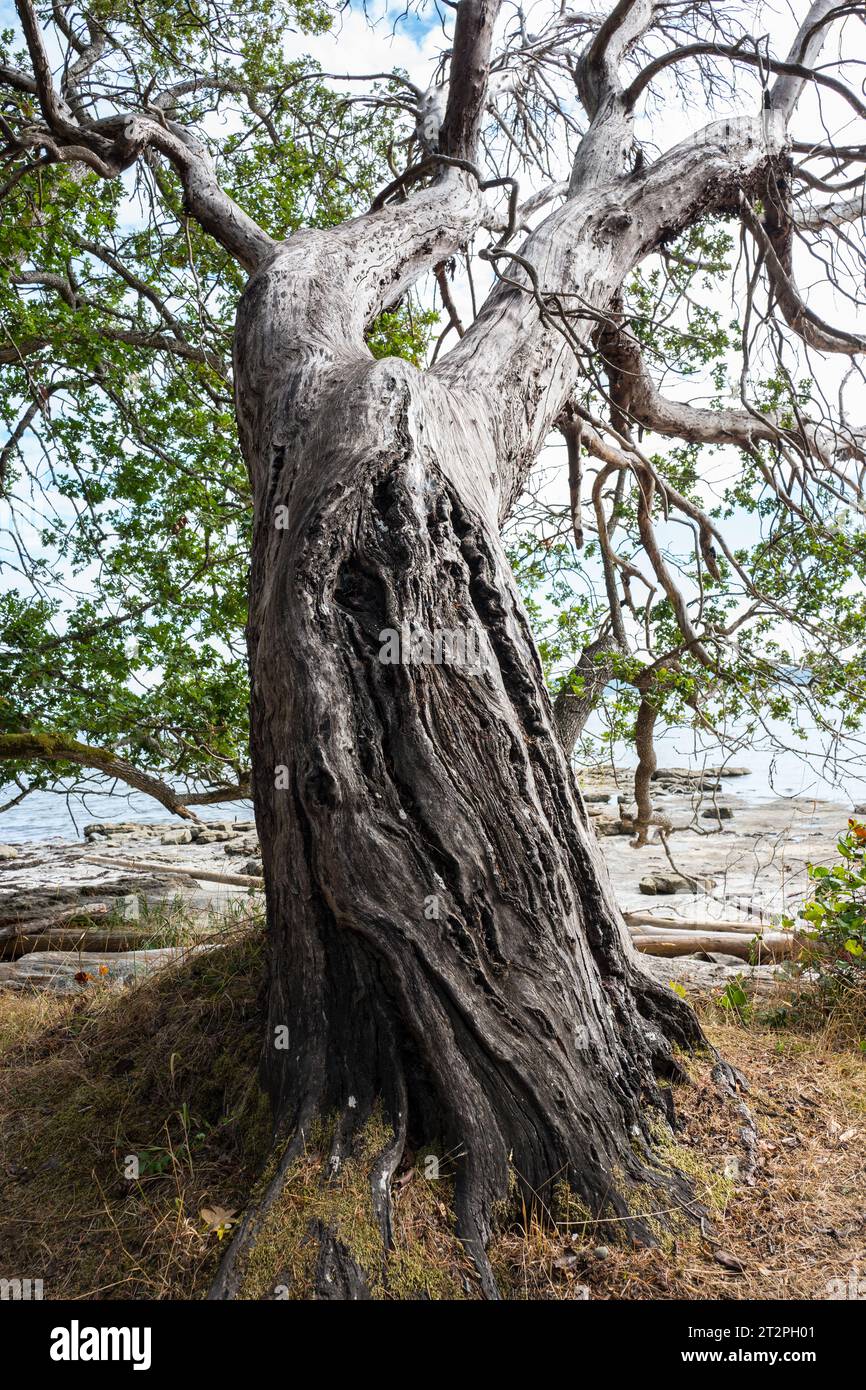 detail of a gnarly garry oak tree (Oregon White Oak), Sayshutsun ...