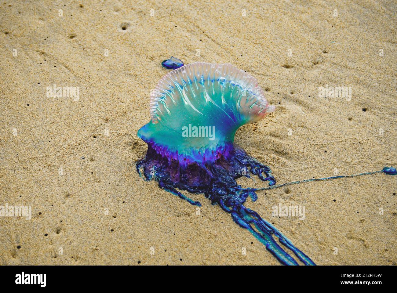 Poisonous jellyfish (Poisonous jellyfish on the beach) on the beach ...