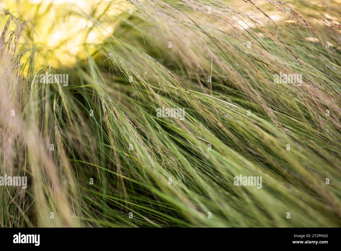 Wispy grass hi-res stock photography and images - Alamy
