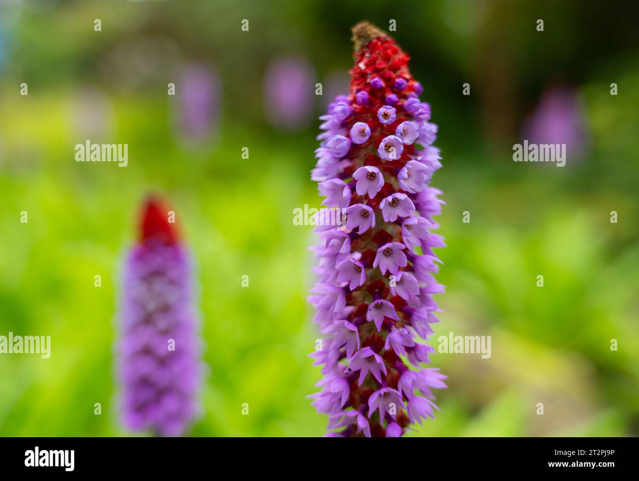 macro photo of an orchid primrose flower in the garden (Primula vialii ...