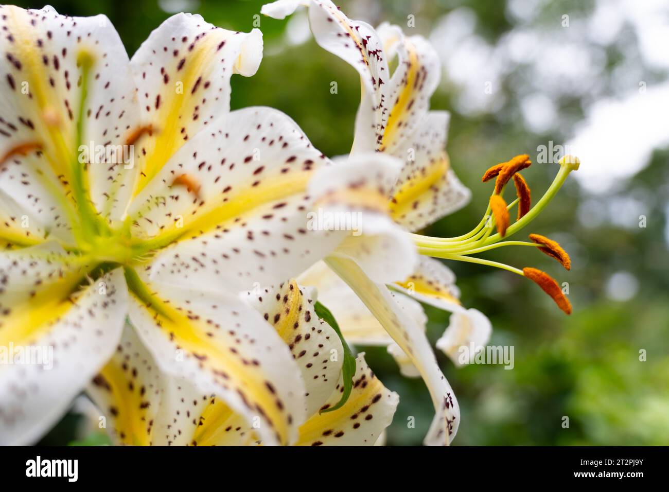 macro detail of a mountain lily (Lilium auratum Stock Photo - Alamy