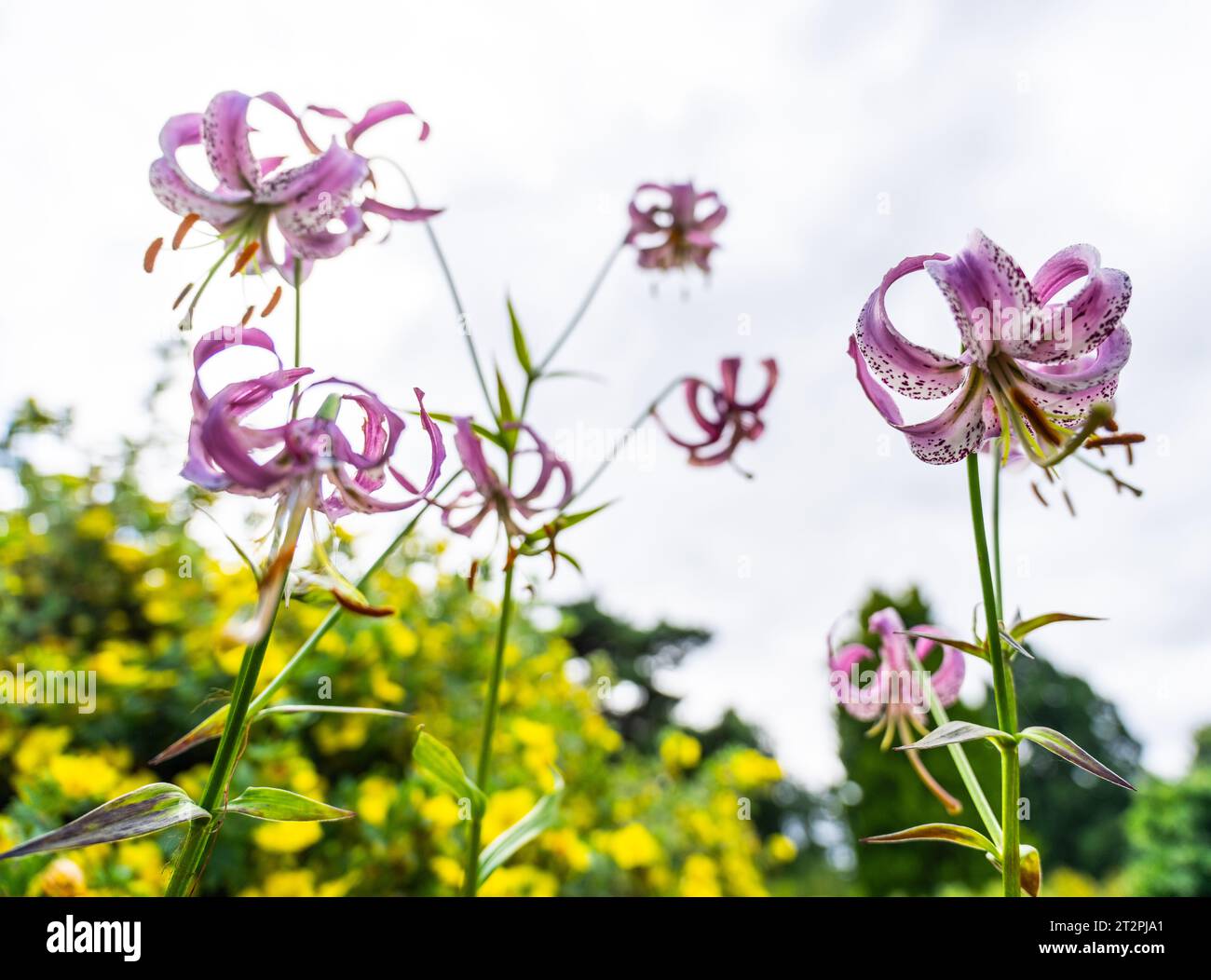 Lilium auratum hi-res stock photography and images - Alamy