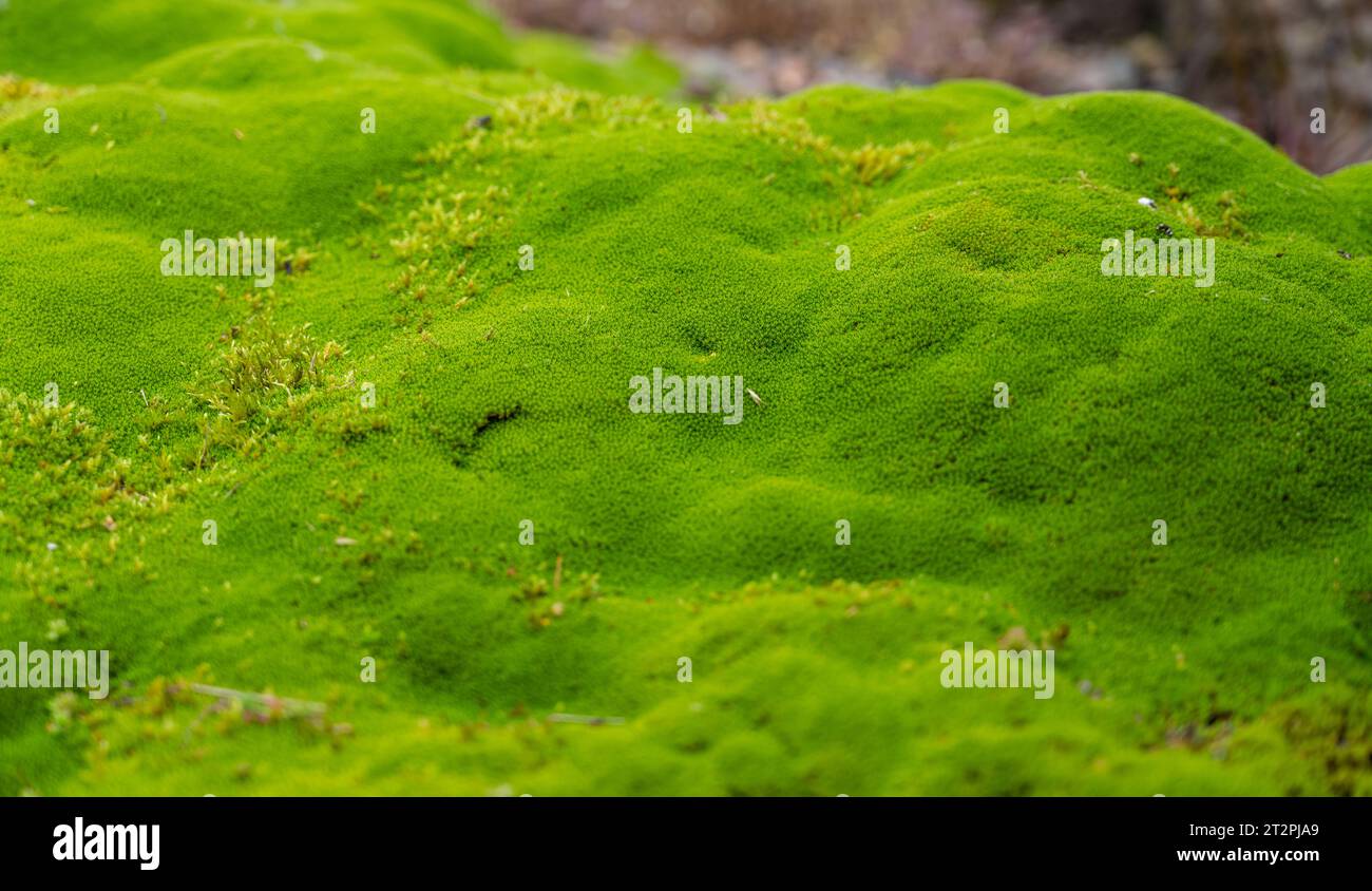 macro detail of a fine ground cover of moss Stock Photo - Alamy