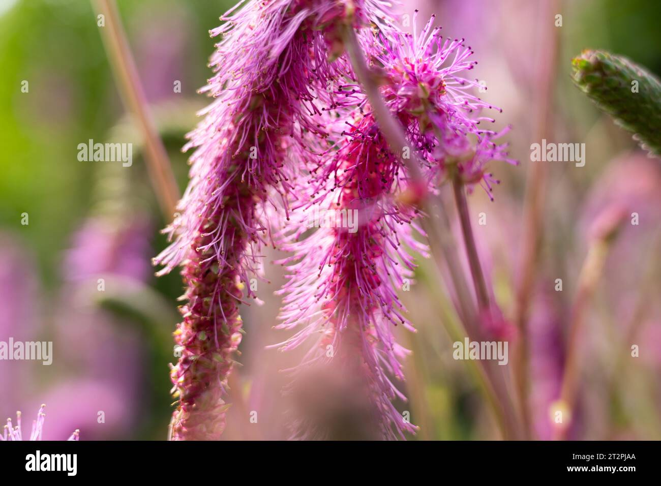 macro photo of a bed of Korean mountain burnet flowers (Sanguisorba ...